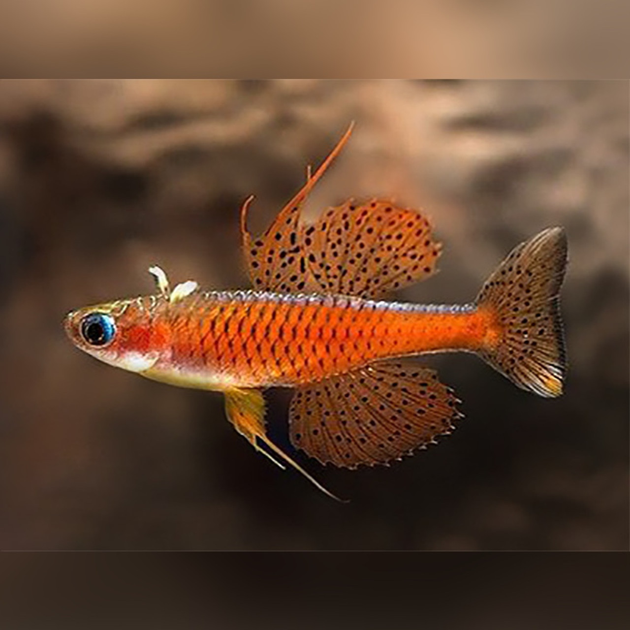 Blue Eye Red Neon (Pseudomugil Luminatus) | HeldeReef Aquatics