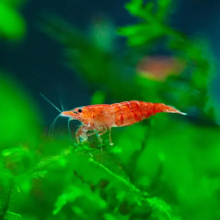 Red Cherry Shrimp | HeldeReef Aquatics