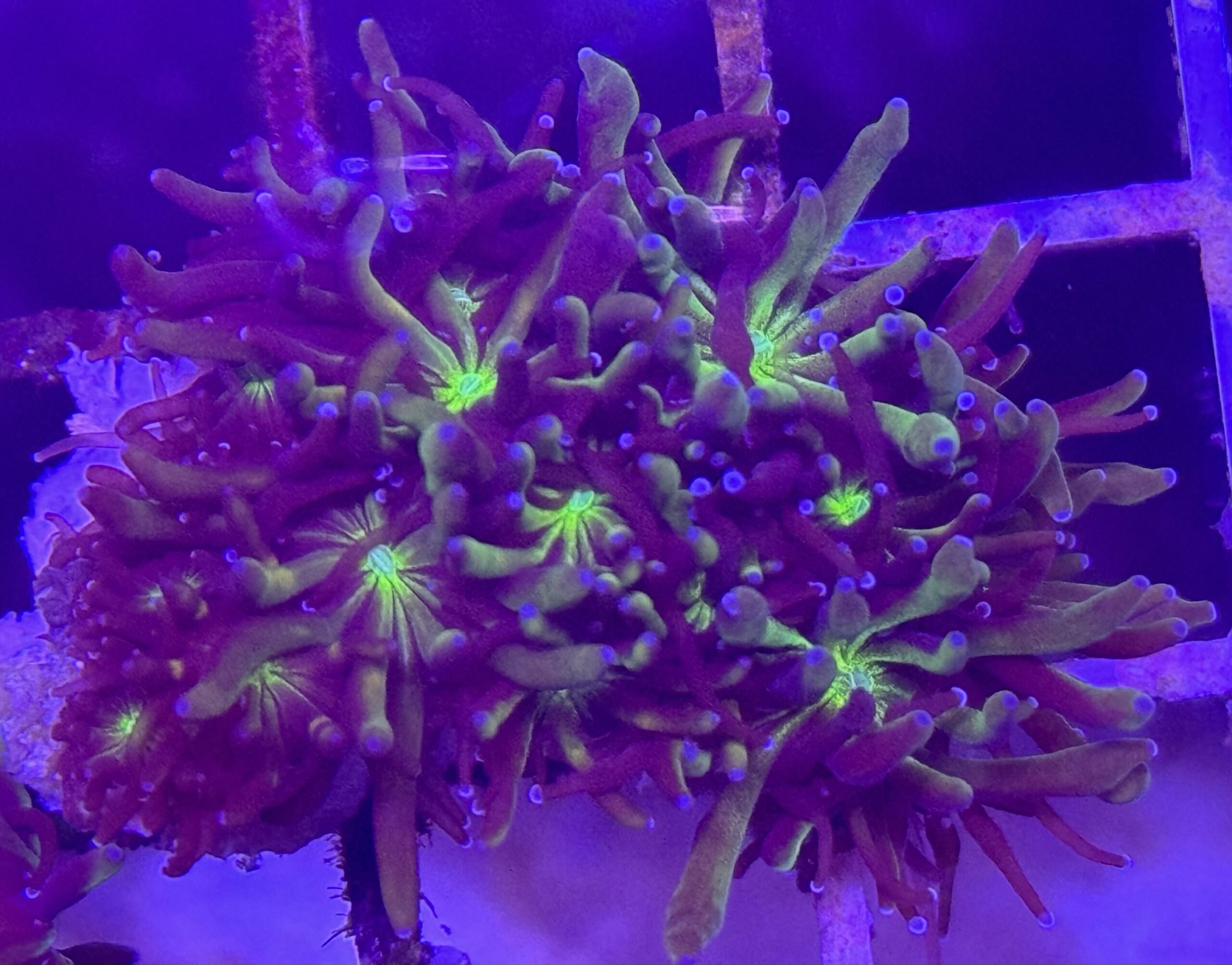 Galaxea | HeldeReef Aquatics
