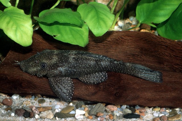 Ancistrus Sp. Peppermint BN L181 | HeldeReef Aquatics