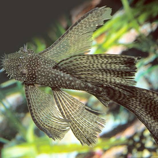 Longfin Bristlenose Pleco Ancistrus | HeldeReef Aquatics