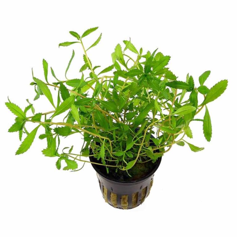 Kaiser Aquatics Mermaid Weed | HeldeReef Aquatics