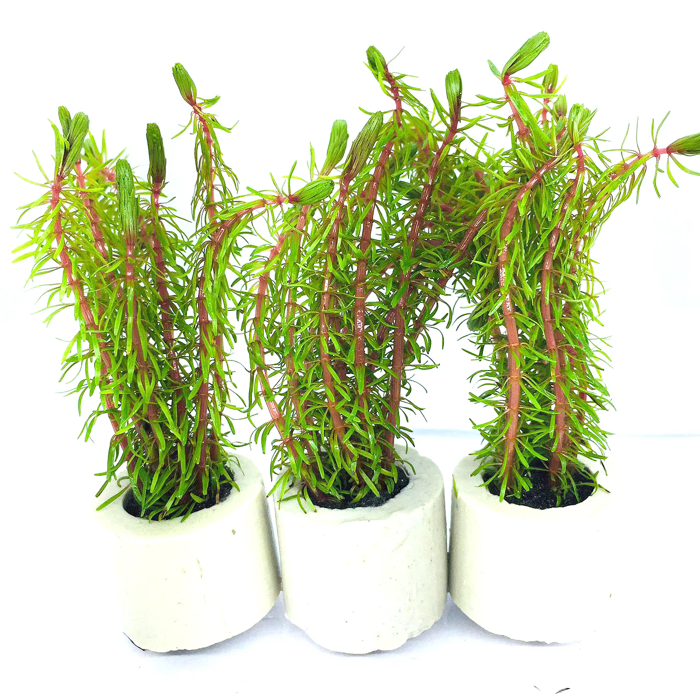 Rotala | HeldeReef Aquatics