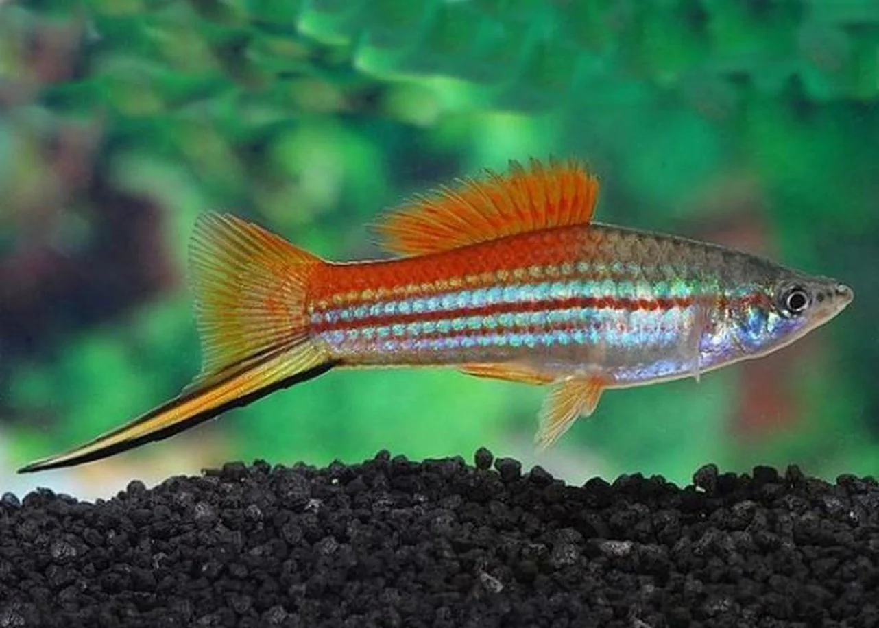 Swordtails Mixed Pair | HeldeReef Aquatics
