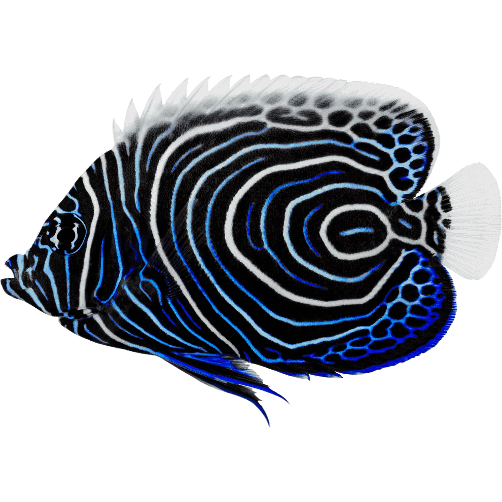 Emperor Angelfish | HeldeReef Aquatics