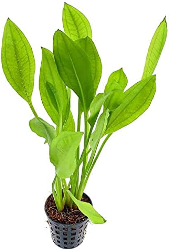 Assorted Amazon Swords | HeldeReef Aquatics