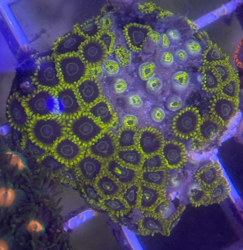Zoa Purple Hornets | HeldeReef Aquatics