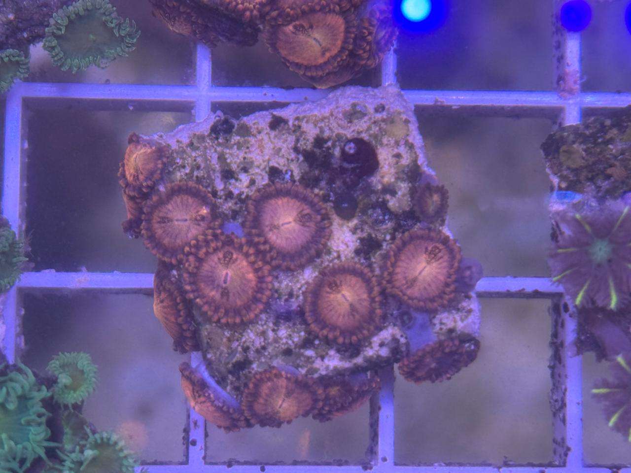 Zoa Orange | HeldeReef Aquatics