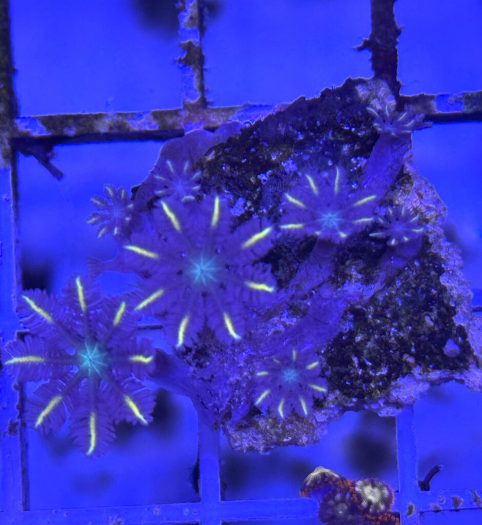Firecracker Clove Polyp | HeldeReef Aquatics