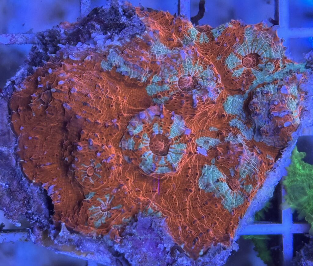 Azure Red Chalice | HeldeReef Aquatics