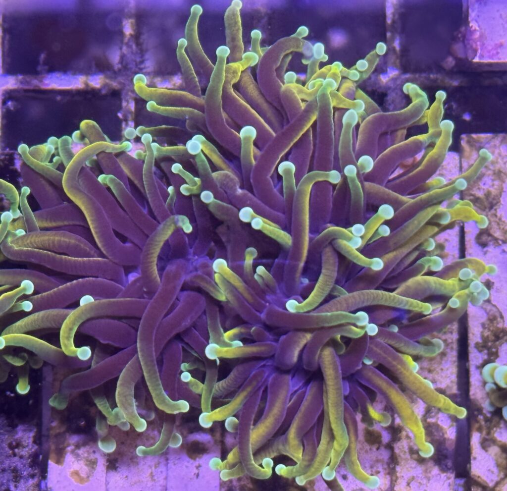 Hellfire Torch | HeldeReef Aquatics