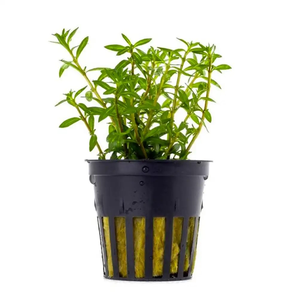 Kaiser Aquatics Ludwigia Arcuata (Needle Leaf Ludwigia) | HeldeReef ...