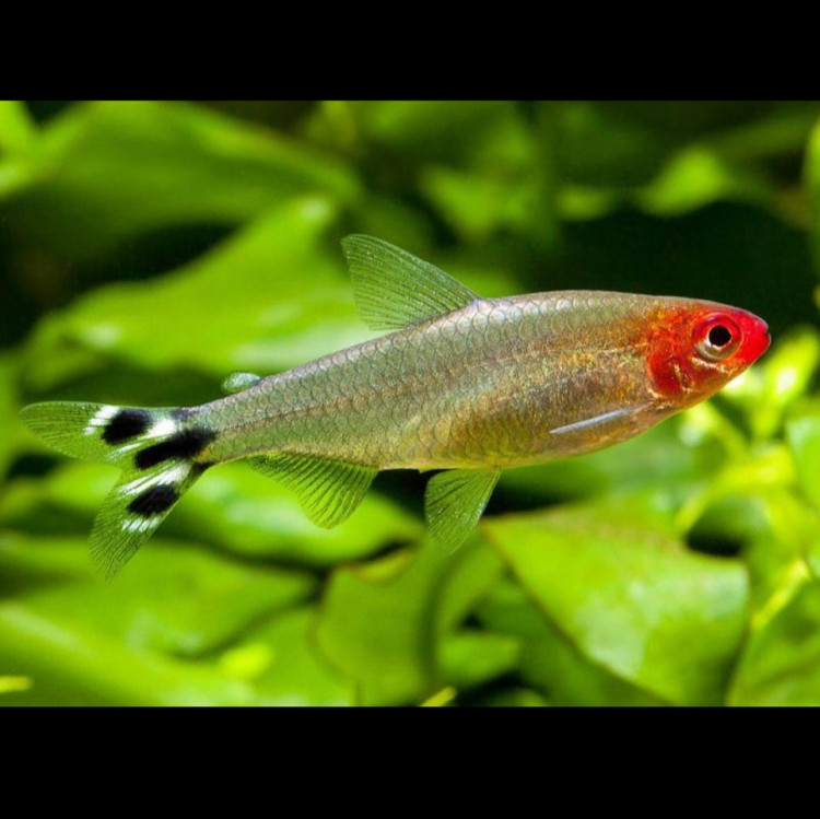 Rummy-nose Tetra | HeldeReef Aquatics