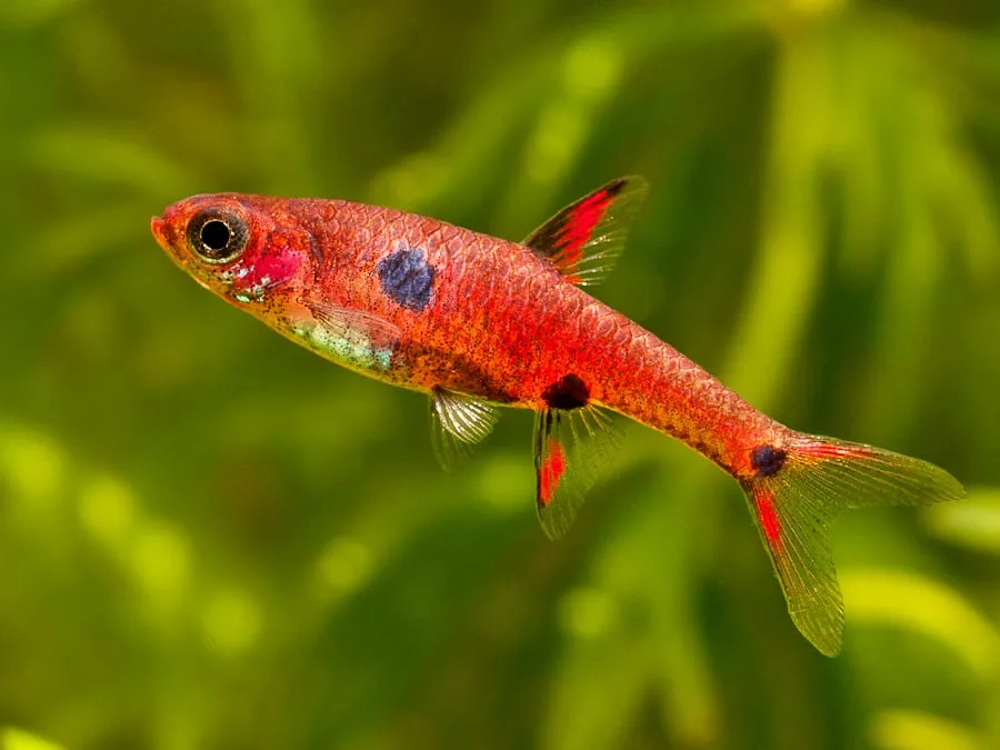 Strawberry Rasbora | HeldeReef Aquatics