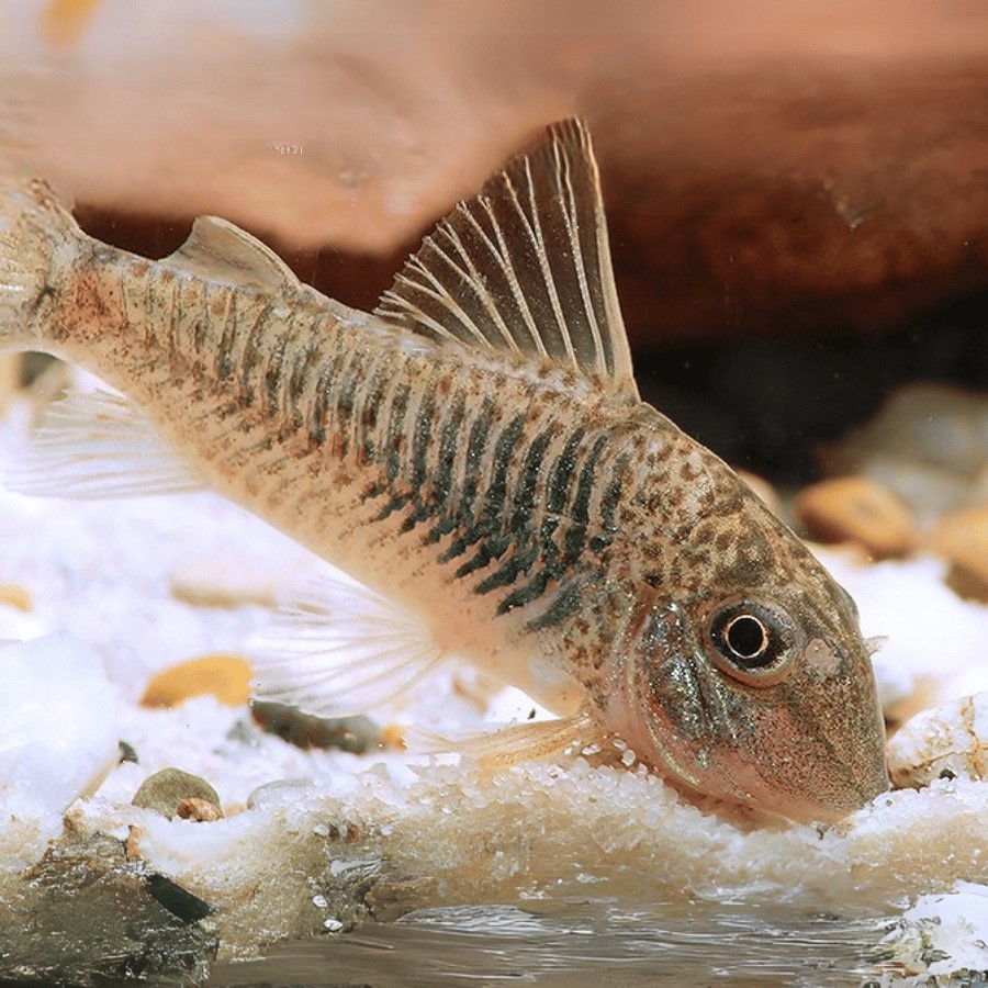 Corydoras Sp. Peru | HeldeReef Aquatics