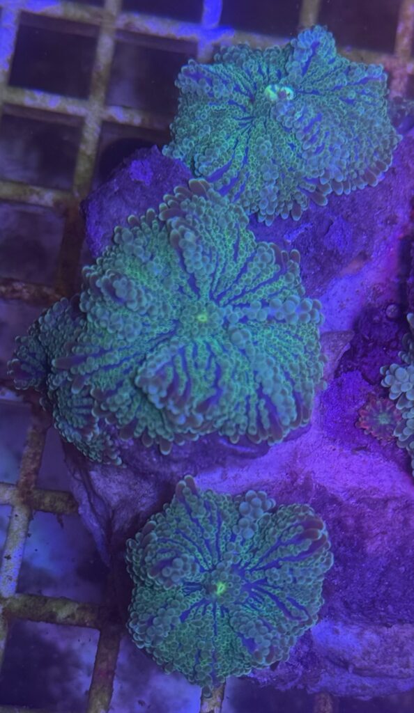 Ricordea Yuma Green Mushroom | HeldeReef Aquatics