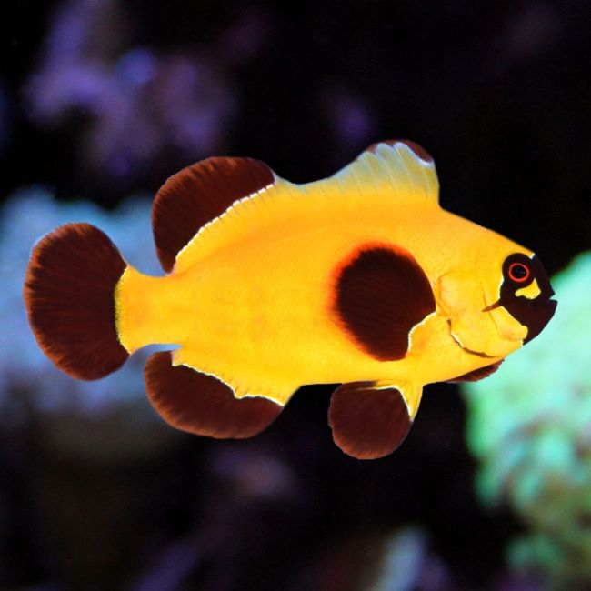 Gold Nugget Maroon Clownfish | HeldeReef Aquatics