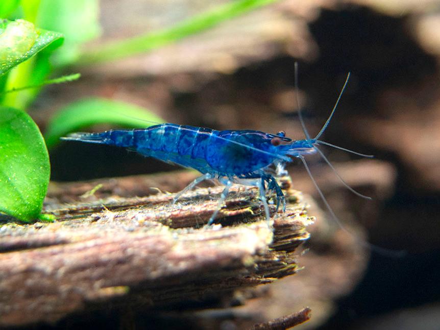 Blue Shrimp | HeldeReef Aquatics