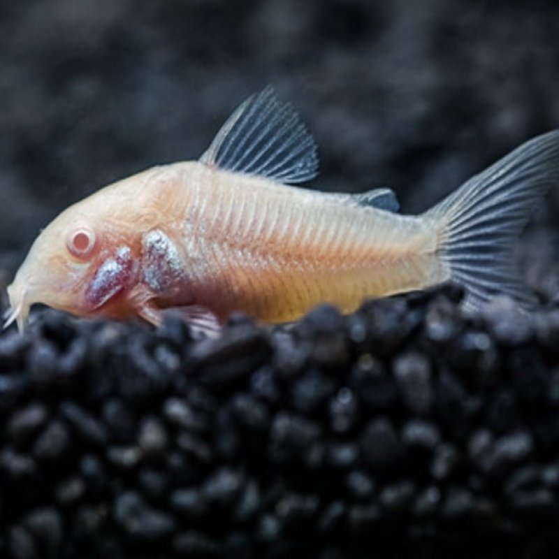 Albino Corydoras | HeldeReef Aquatics