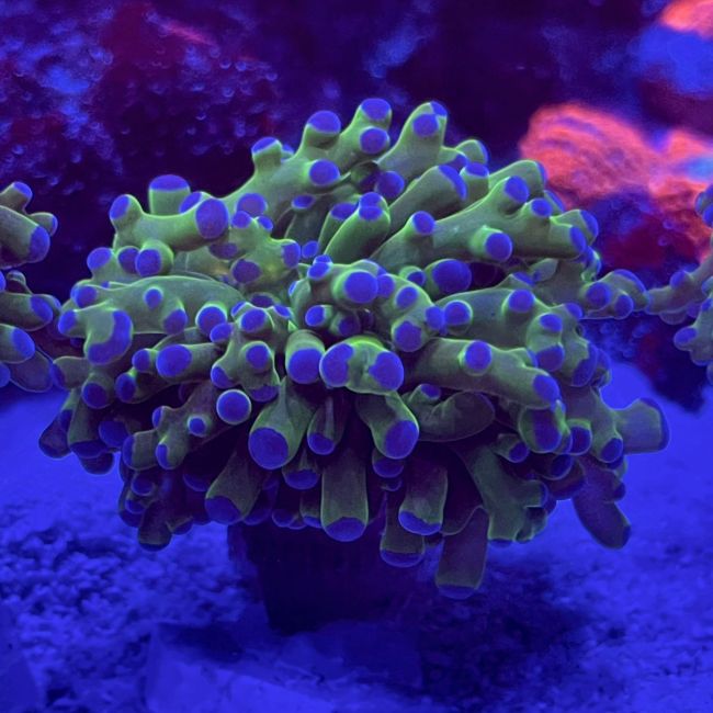 Frogspawn Coral Purple Tip | HeldeReef Aquatics