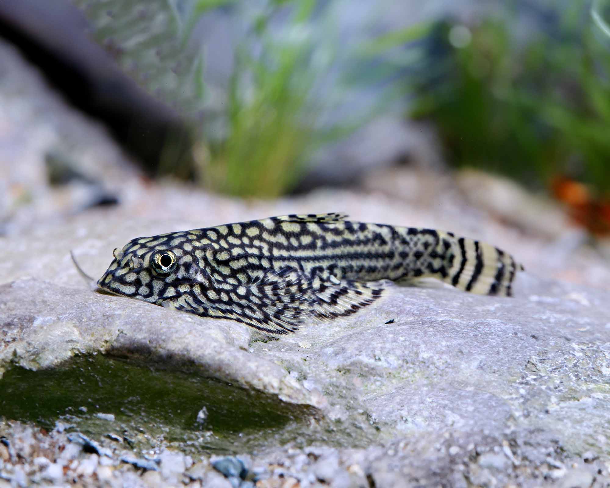 Hillstream Loach | HeldeReef Aquatics