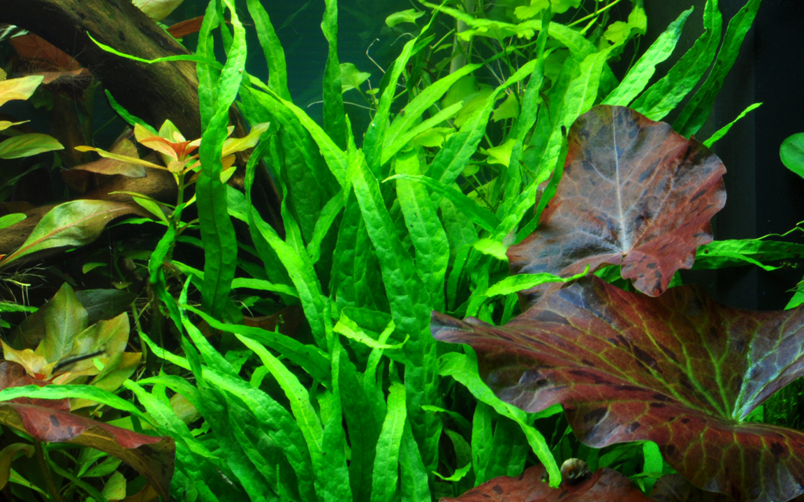 Tropica Microsorum Pteropus 'Narrow' Java Fern | HeldeReef Aquatics