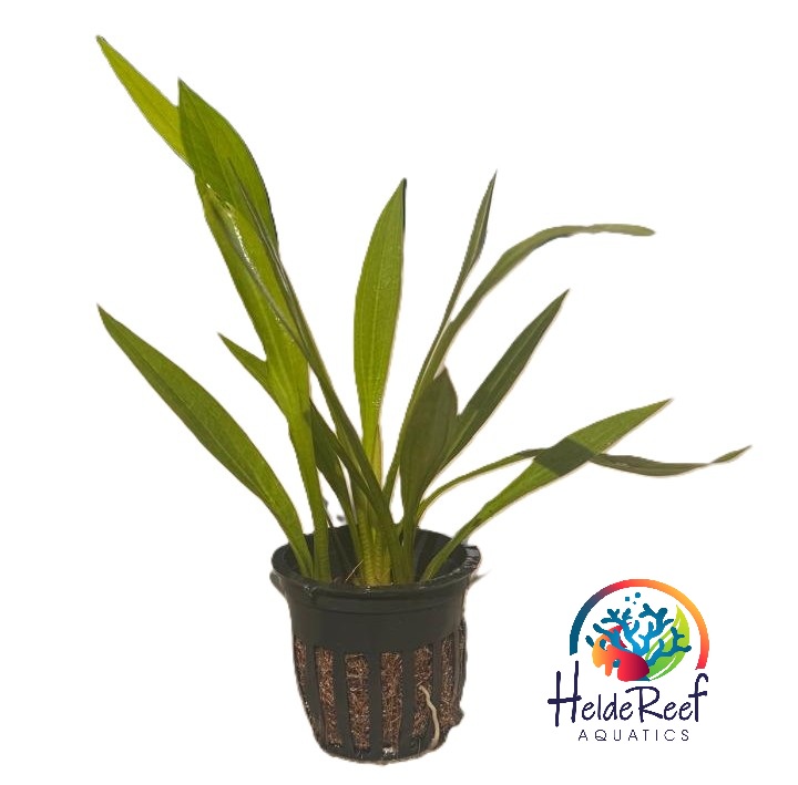 Echinodorus Decumbens | HeldeReef Aquatics