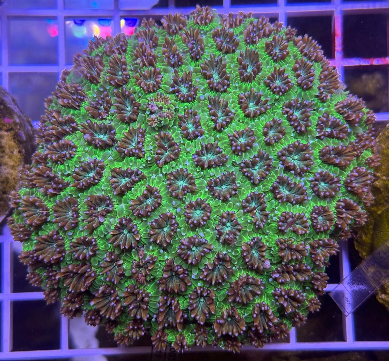Galaxea Astreata | HeldeReef Aquatics