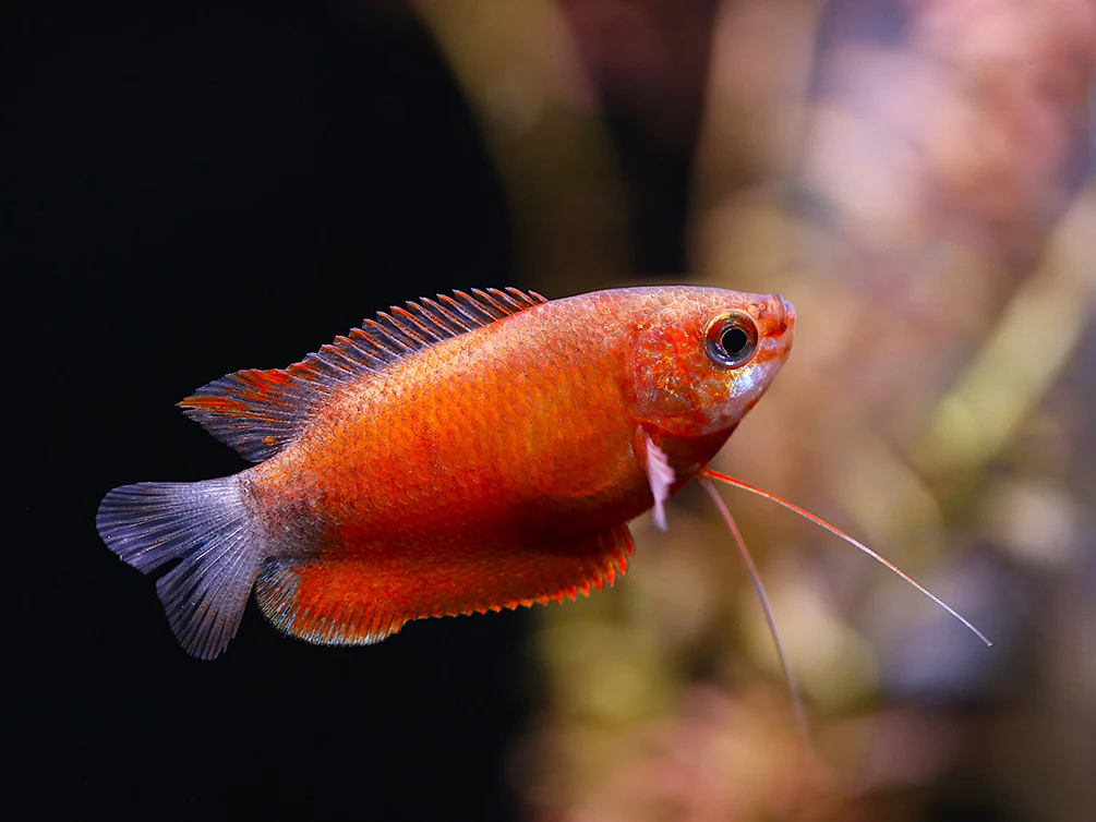Red Honey Gourami | HeldeReef Aquatics