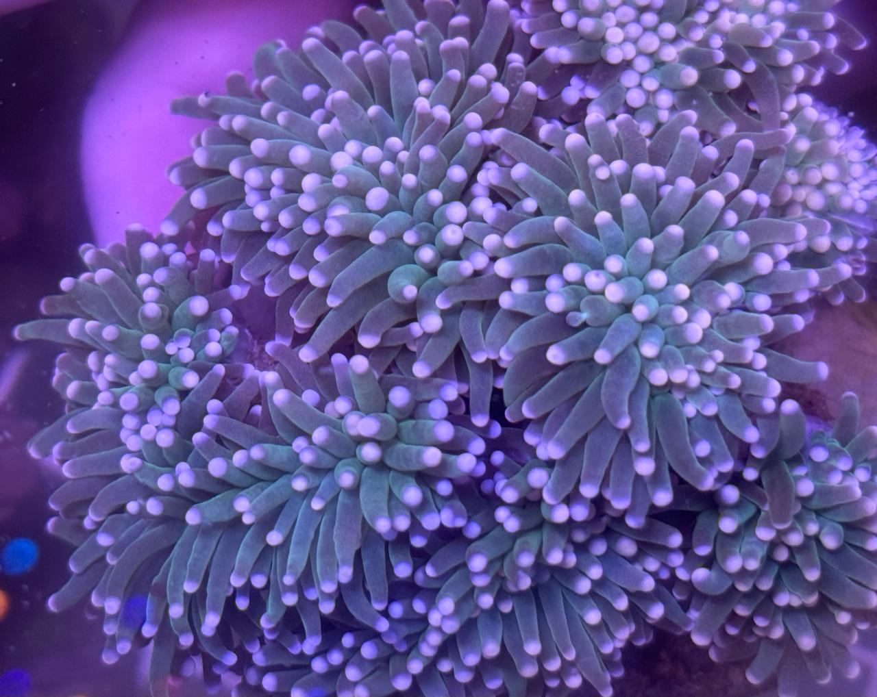 Cotton Candy Torch | HeldeReef Aquatics