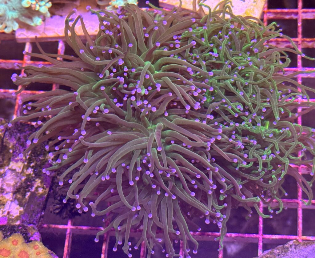 Cotton Candy Torch | HeldeReef Aquatics