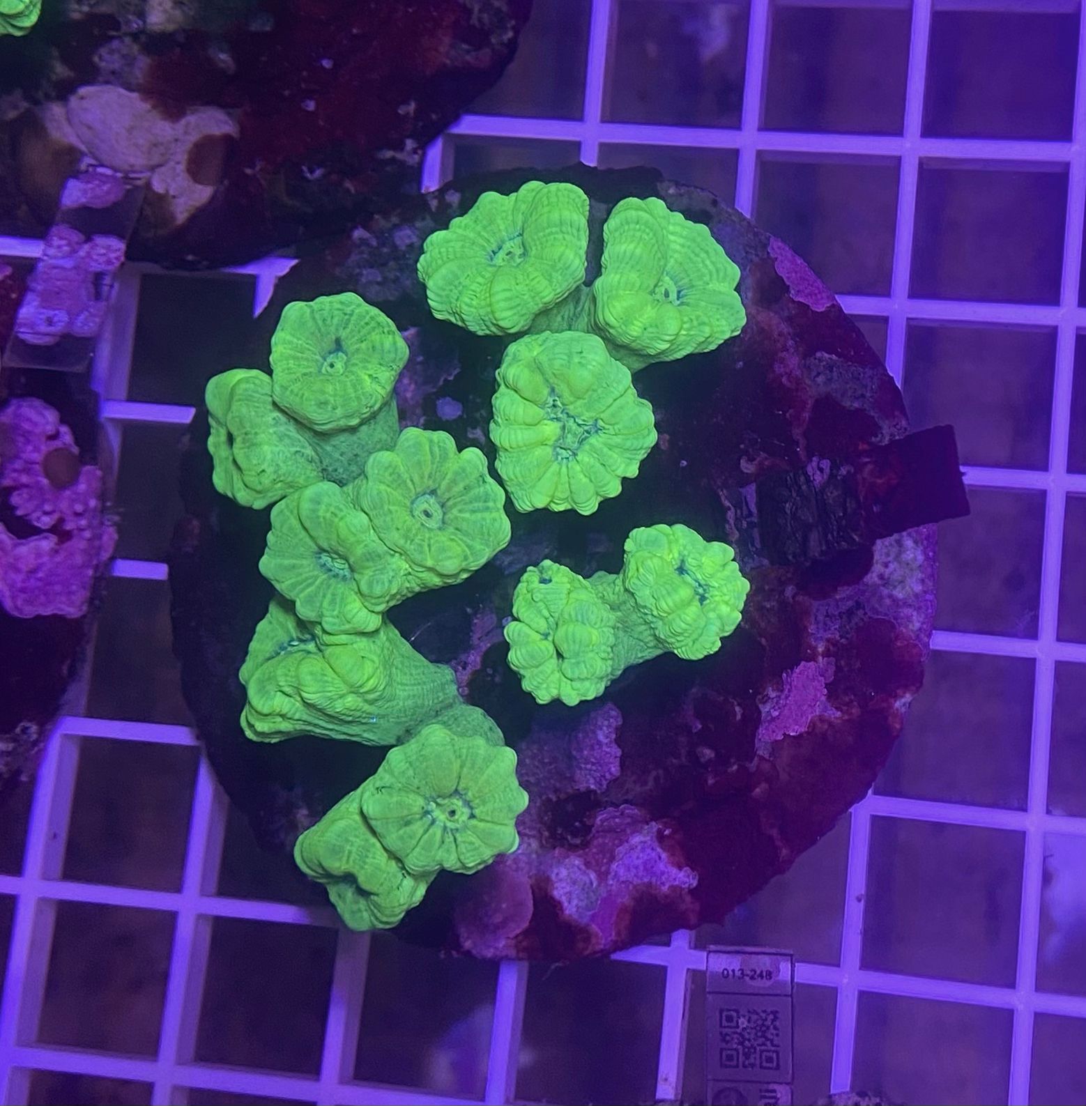 Candy Cane Neon Green | HeldeReef Aquatics