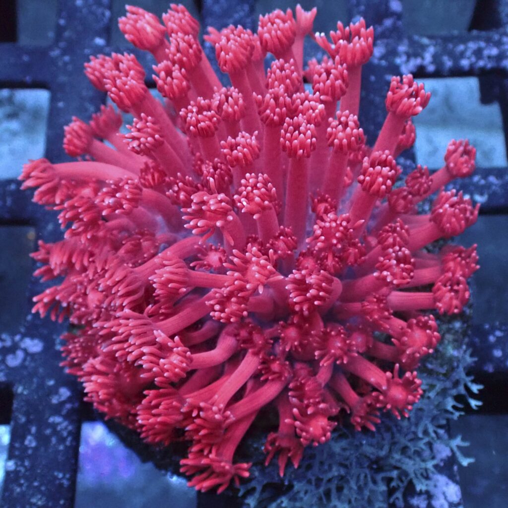 Pink Goniopora Stokesi | HeldeReef Aquatics