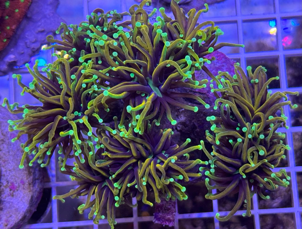 Gold Dragon Soul Torch | HeldeReef Aquatics