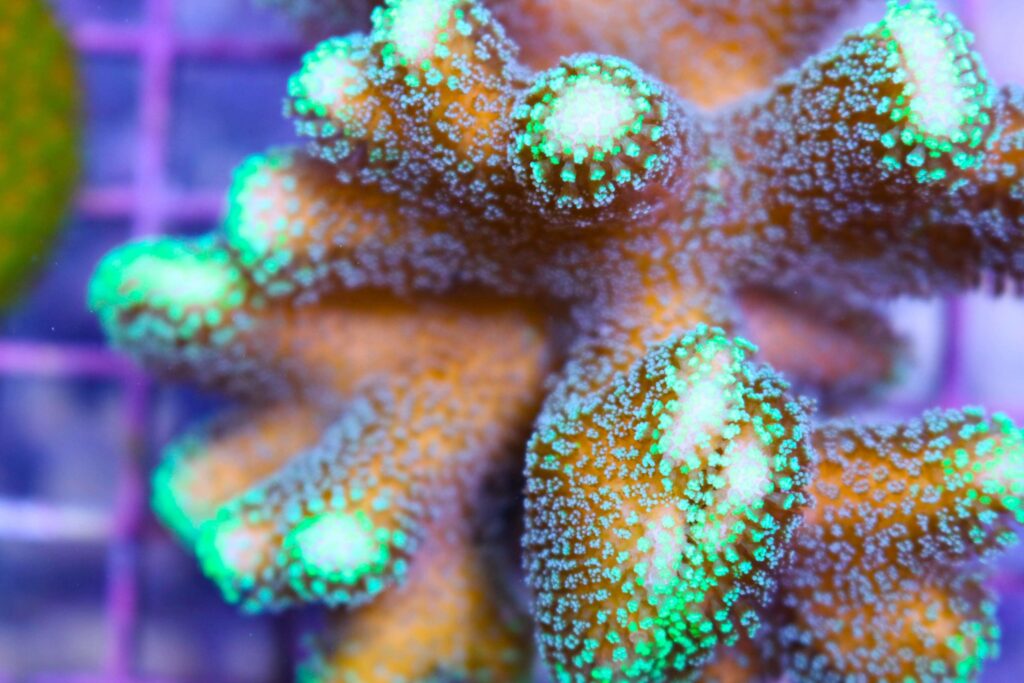 Cat Paw Stylophora | HeldeReef Aquatics