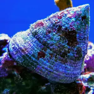 Trochus Snail XL | HeldeReef Aquatics